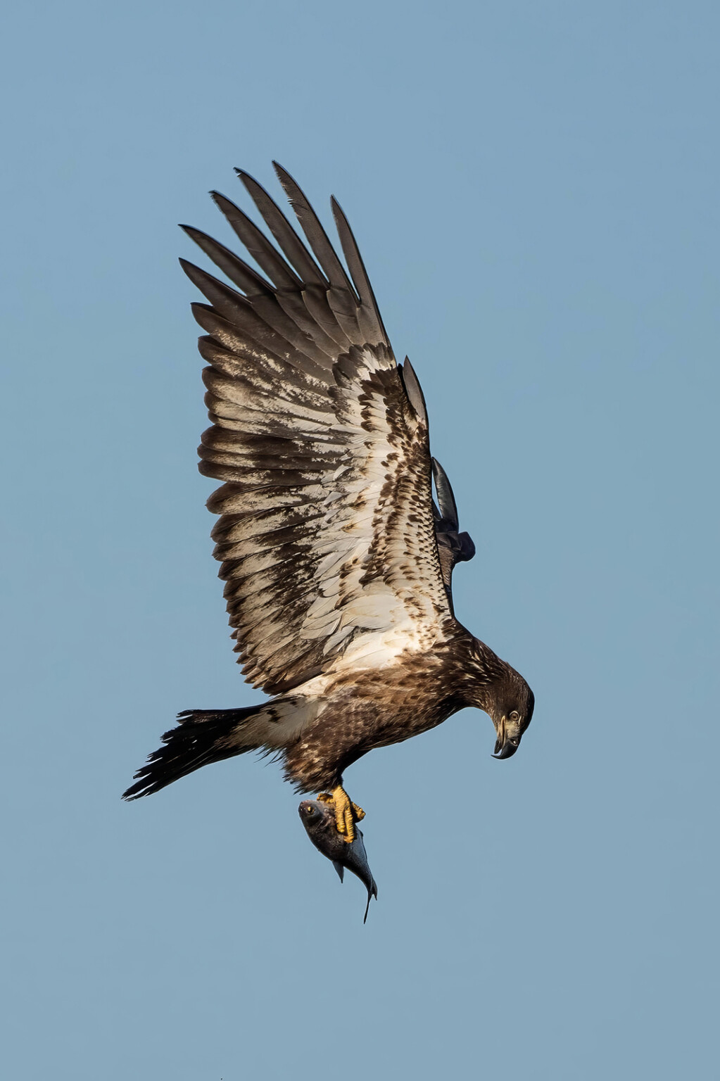 For Birders Who Handhold, the Sigma 500mm f/5.6 Sports Lens is the ...