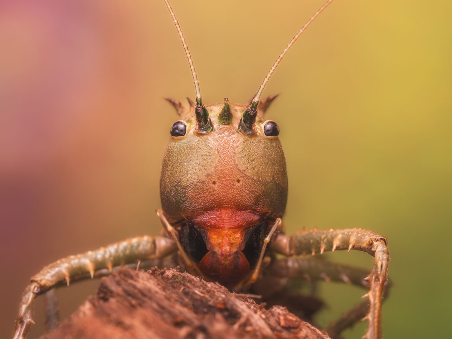 Photo Competition Shines a Light on the Secret World of Insects | PetaPixel