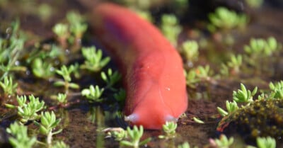 How a Unique Pink Slug on an Extinct Volcano Shows Photography's Impact ...