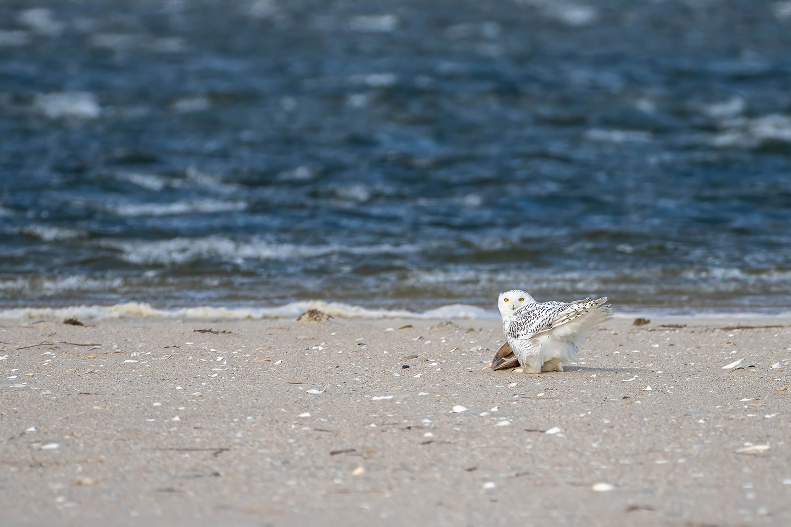 For Birders Who Handhold, the Sigma 500mm f/5.6 Sports Lens is the ...