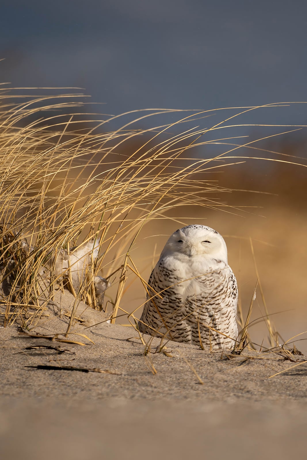 For Birders Who Handhold, the Sigma 500mm f/5.6 Sports Lens is the ...