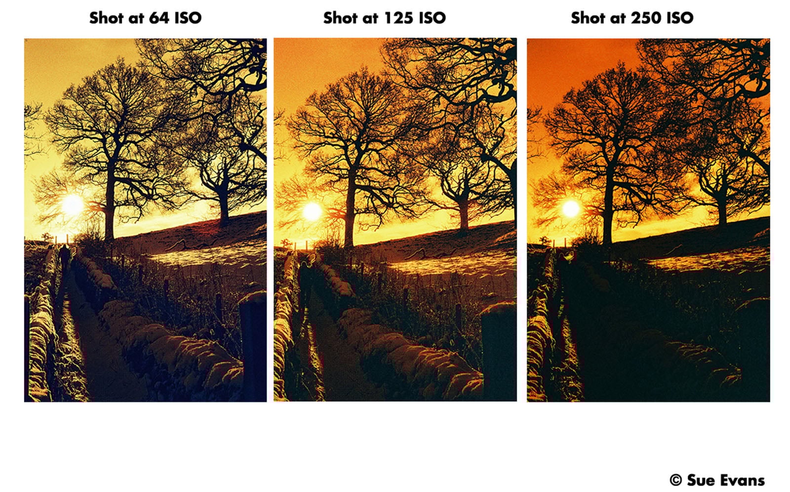 Harman Red 125 is a New Pro-Finished Redscale Color Negative Film ...