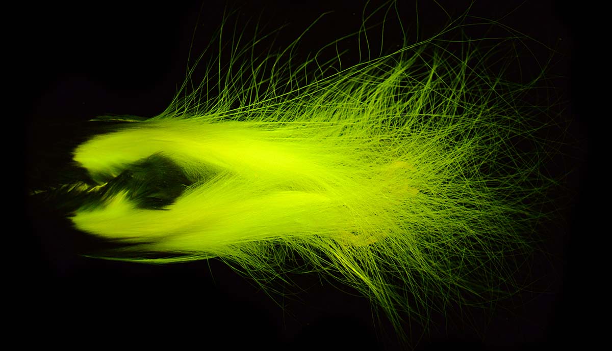 Researchers Uncover the Secret Glowing World of Biofluorescent Birds-of ...