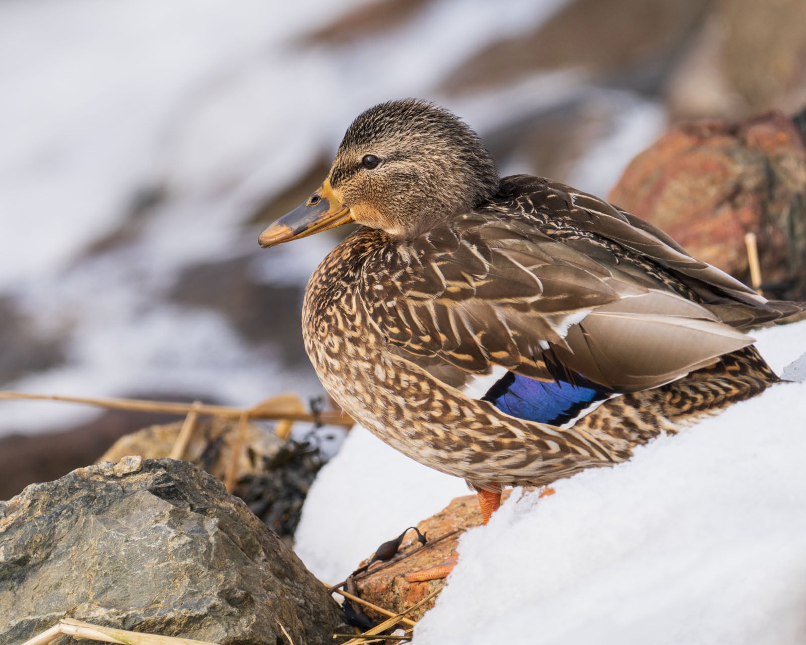 Sony 400-800mm f/6.3-8 G Review: A Wildlife Photography Champion ...