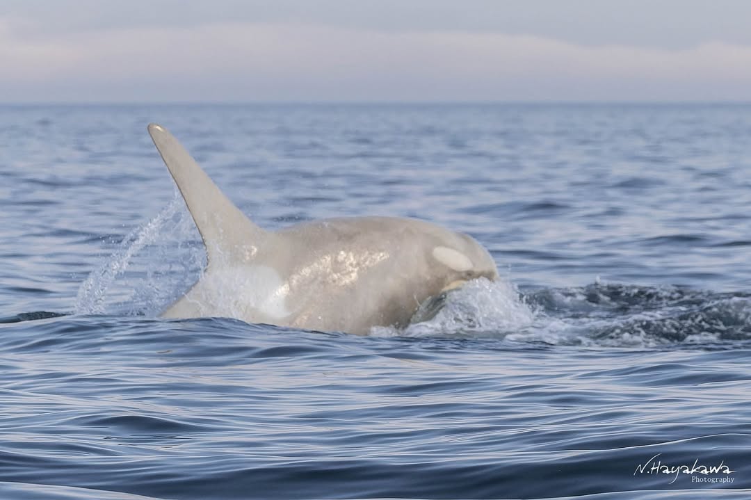 Photographer Captures Ultra-Rare White Orca Off the Coast of Japan ...