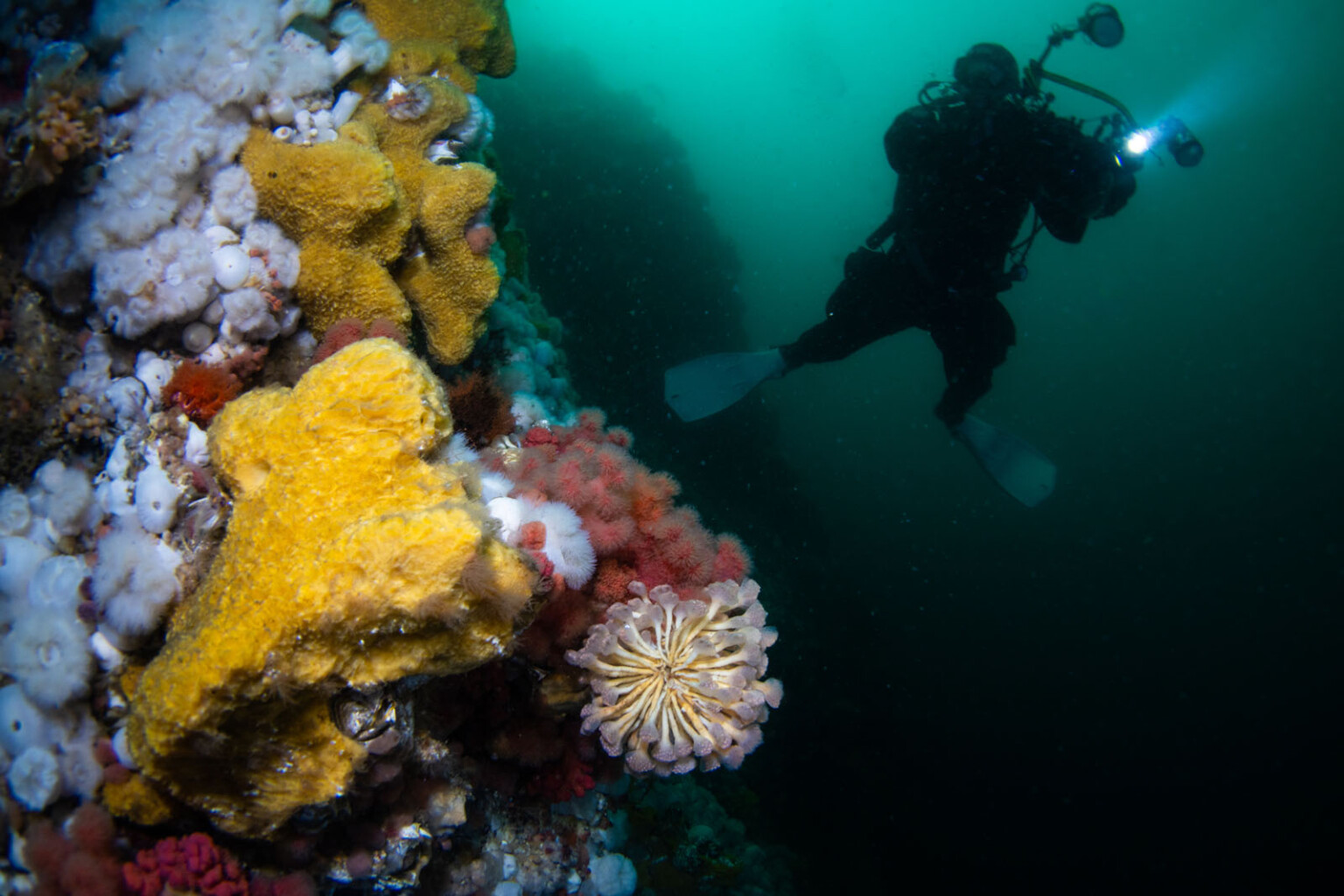 Canon EOS R5 Mark II Review for Underwater Photography | PetaPixel