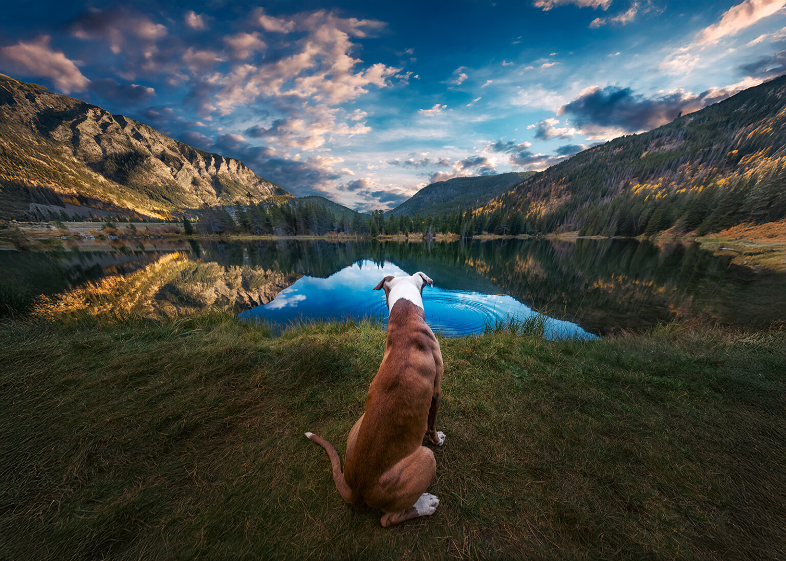 Photographer's Heroic Portraits Get Shelter Dogs Adopted | PetaPixel