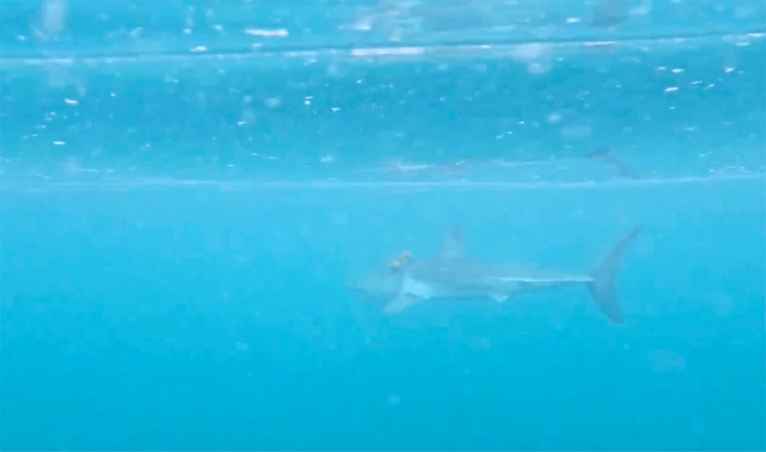 Scientists Capture Footage of an Octopus Hitching a Ride on a Shark ...