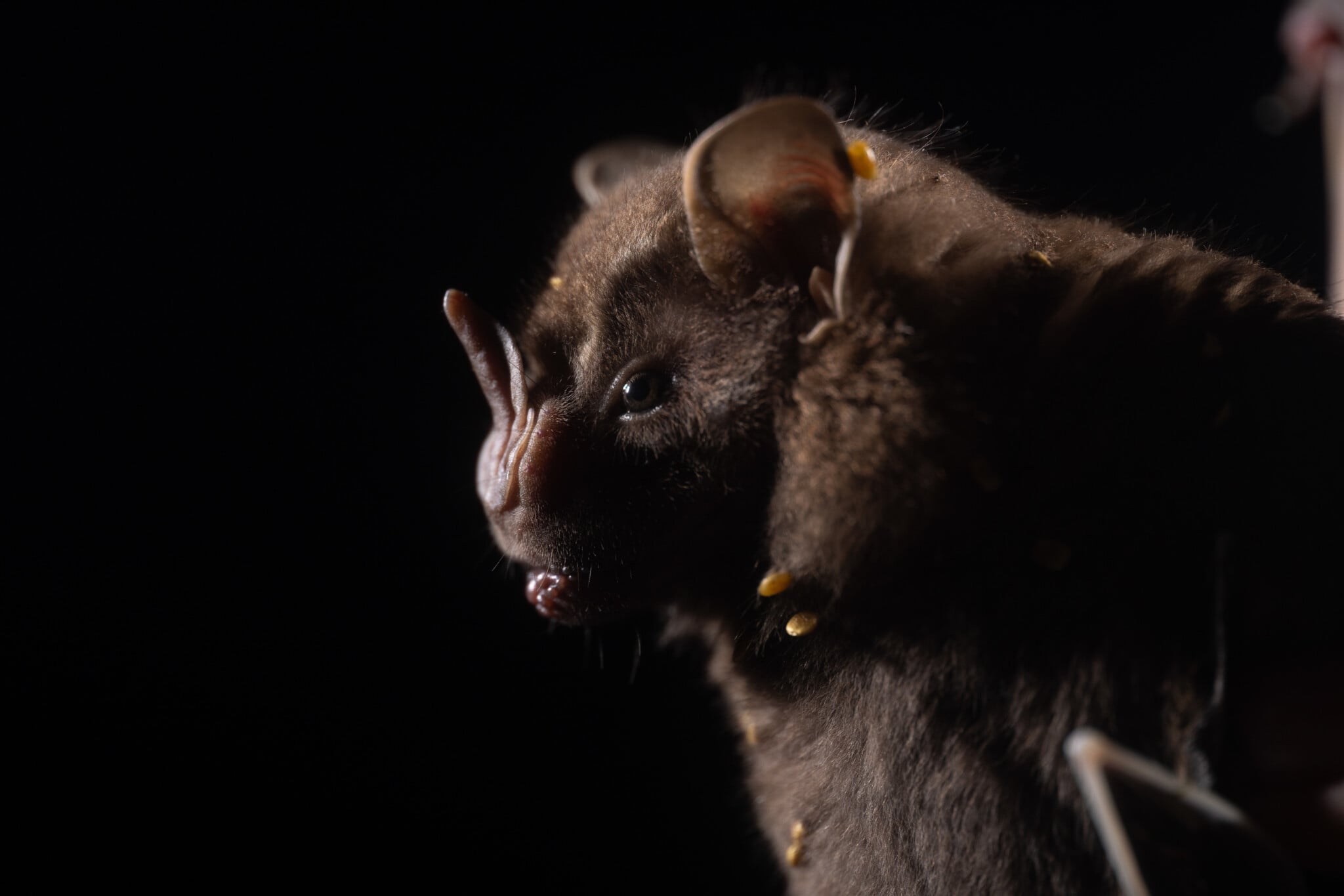 Scientists Photograph 27 Newly-Discovered Species Including 'Blob ...