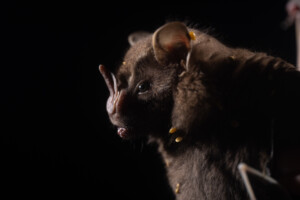 Scientists Photograph 27 Newly-Discovered Species Including 'Blob ...