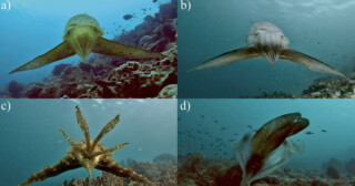 GoPro Footage Reveals Dazzling Visual Tricks Cuttlefish Use to Hunt its ...