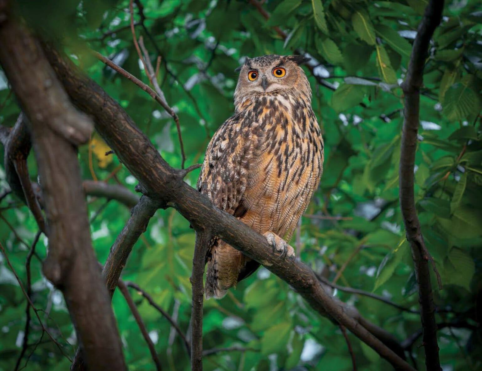 How Photographers Celebrated Flaco the Owl's Year of Freedom | PetaPixel