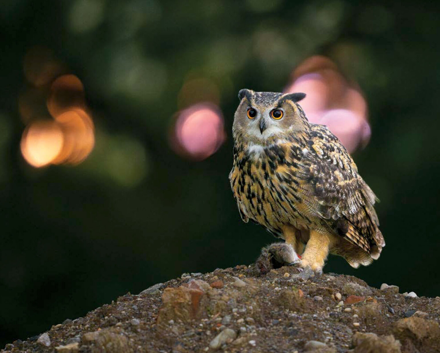 How Photographers Celebrated Flaco the Owl's Year of Freedom | PetaPixel