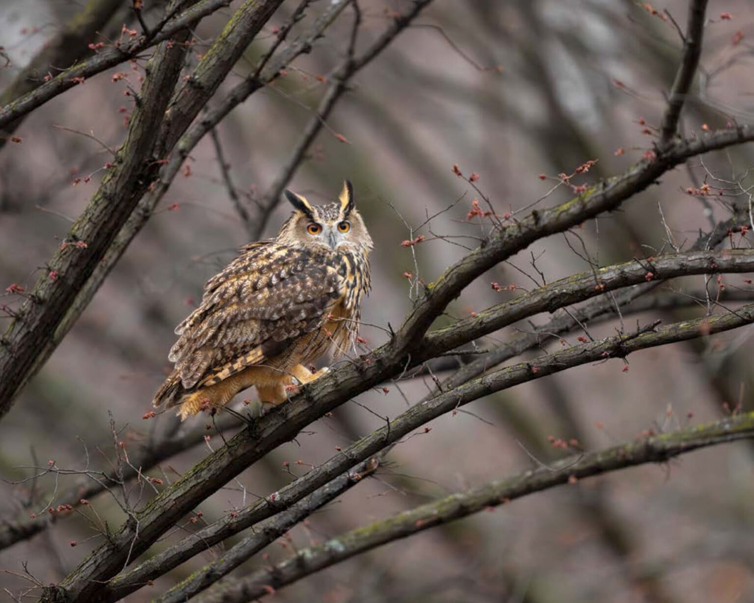 How Photographers Celebrated Flaco the Owl's Year of Freedom | PetaPixel