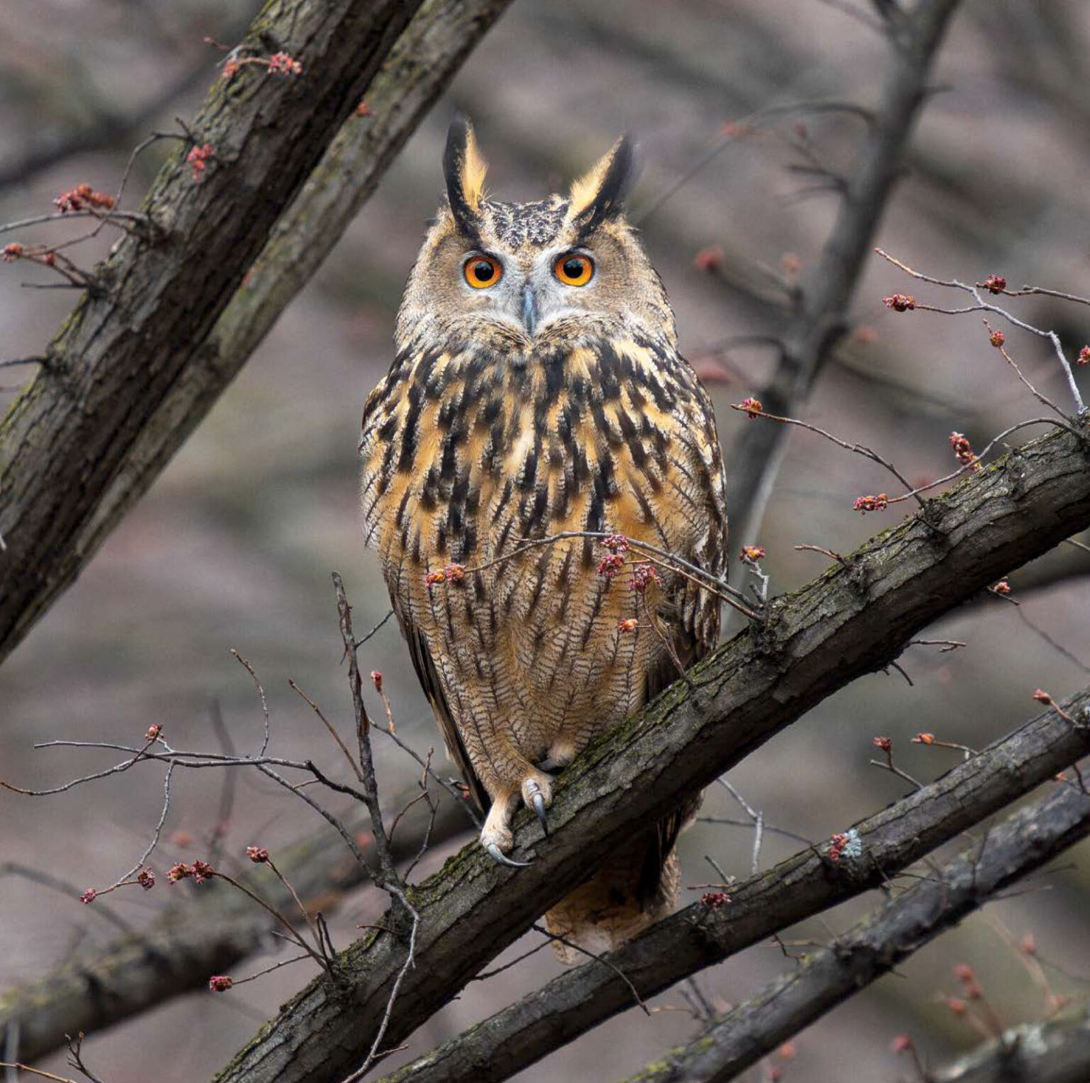 How Photographers Celebrated Flaco the Owl's Year of Freedom | PetaPixel