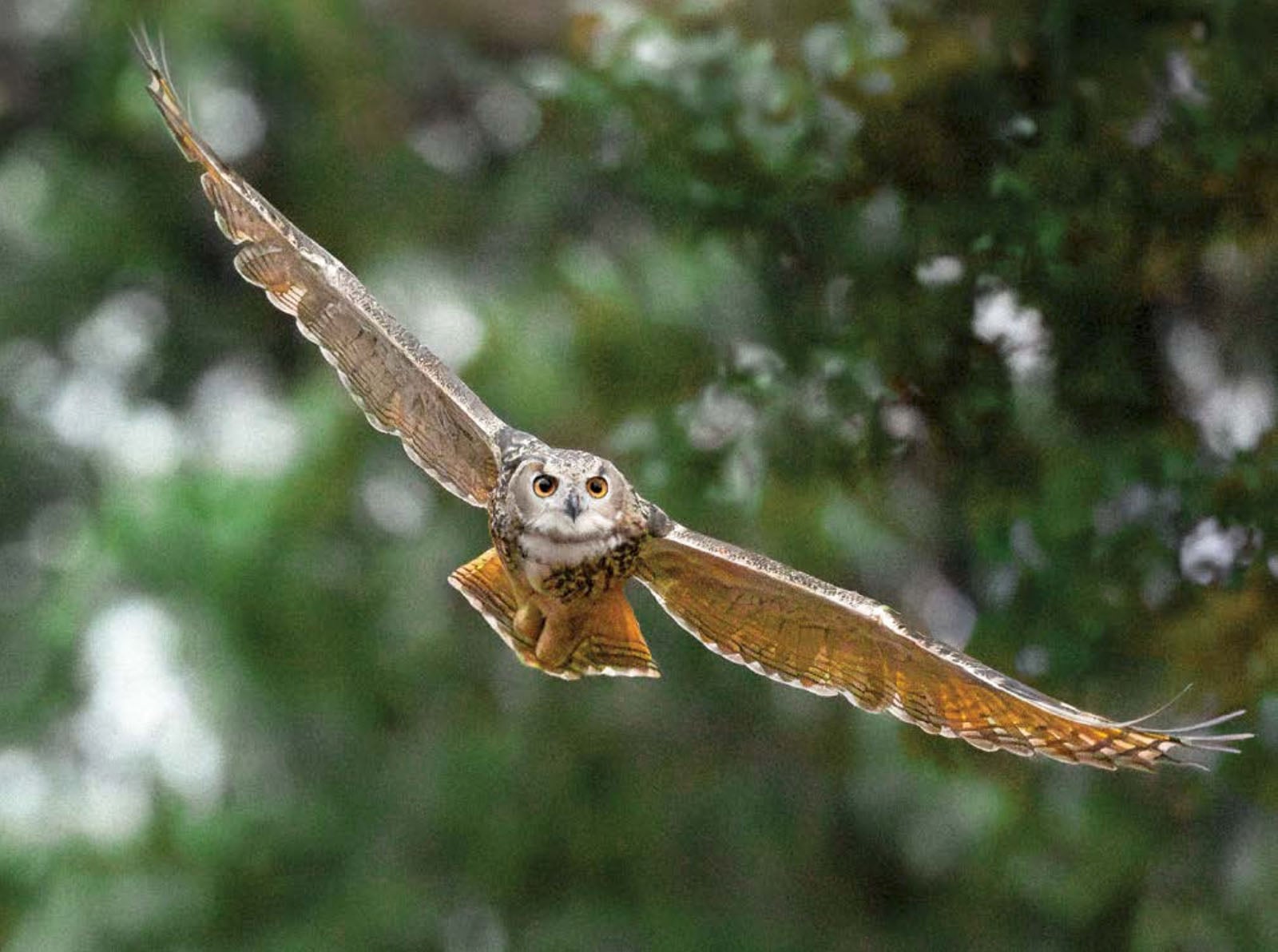 How Photographers Celebrated Flaco the Owl's Year of Freedom | PetaPixel
