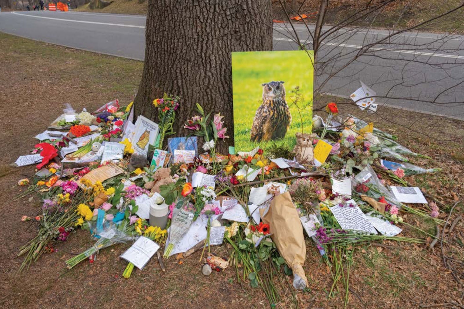 How Photographers Celebrated Flaco the Owl's Year of Freedom | PetaPixel