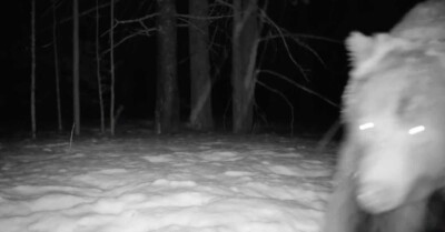 Photographer's Trail Camera Captures 'First Grizzly Bear of The Year ...