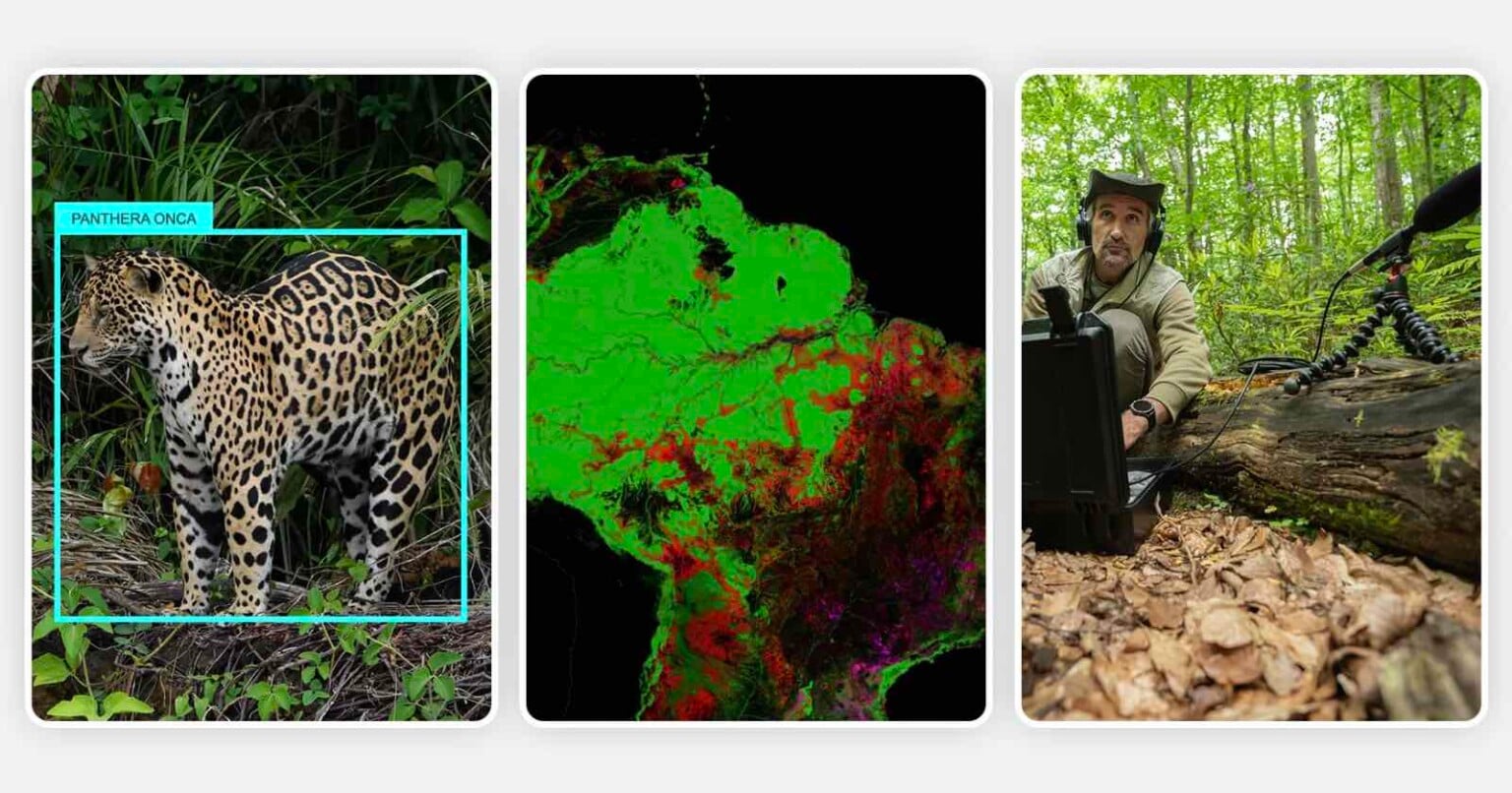 Google Releases AI Model to Identify Wildlife Species in Trail Camera ...