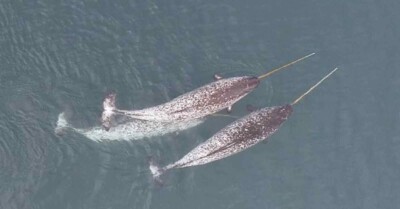 Extraordinary Drone Footage Reveals What Narwals Use Tusks for | PetaPixel
