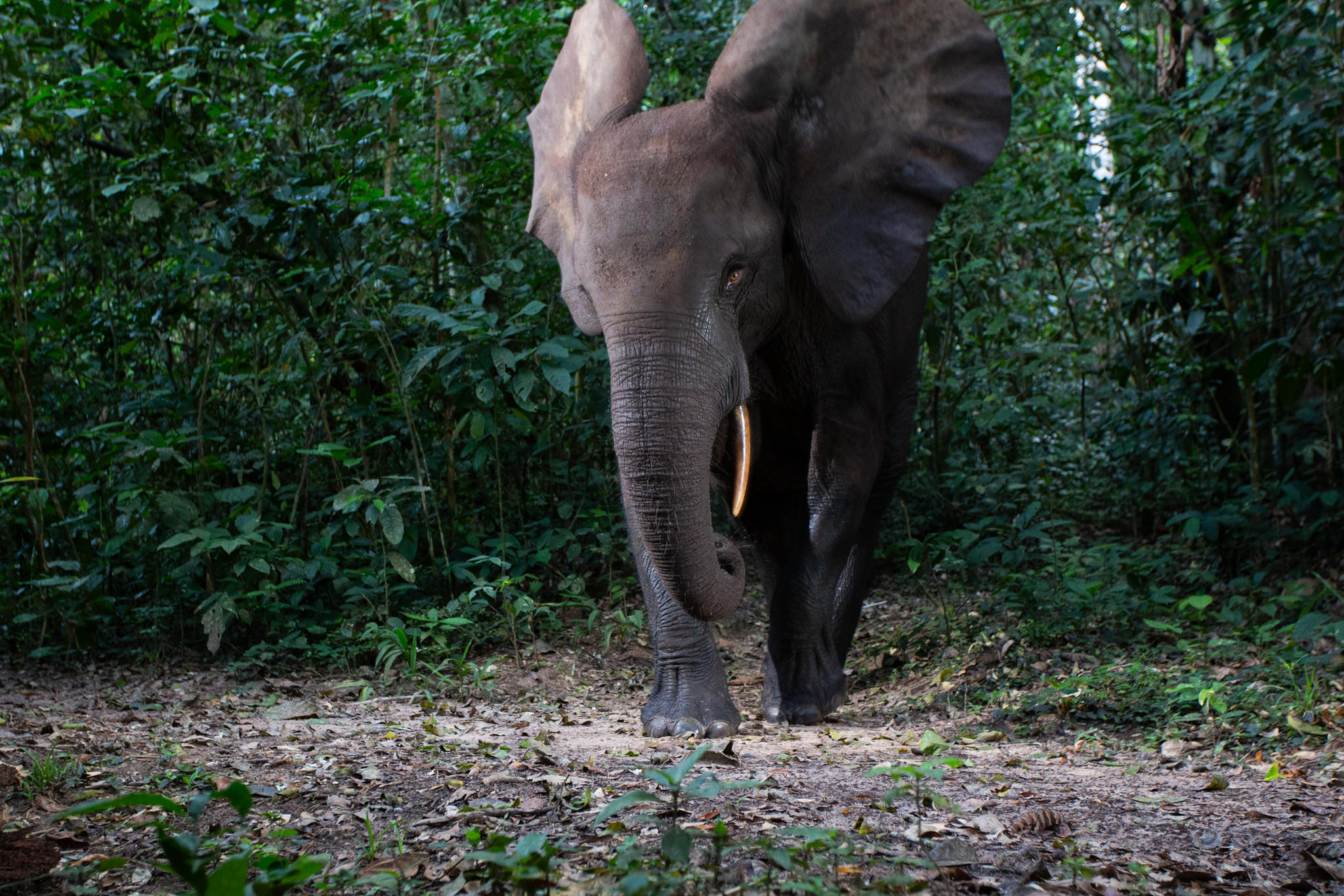Photographing Forest Elephants in the Congo | PetaPixel