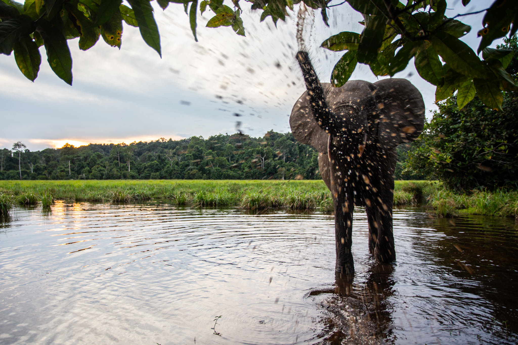 Photographing Forest Elephants in the Congo | PetaPixel