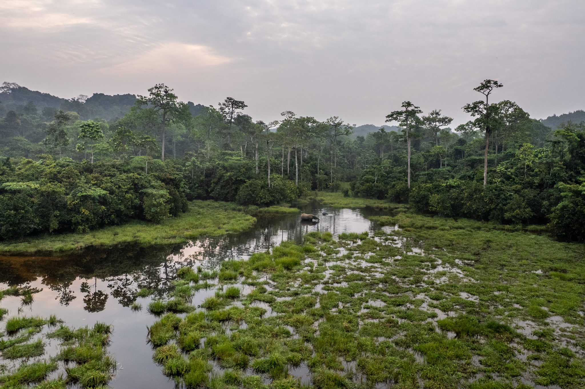 Photographing Forest Elephants in the Congo | PetaPixel