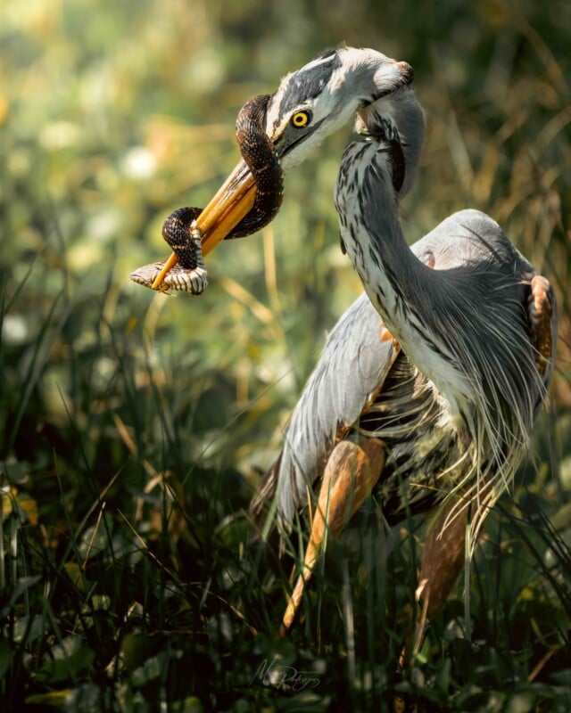 Photographer Captures Epic Battle Between Snake and Heron | PetaPixel