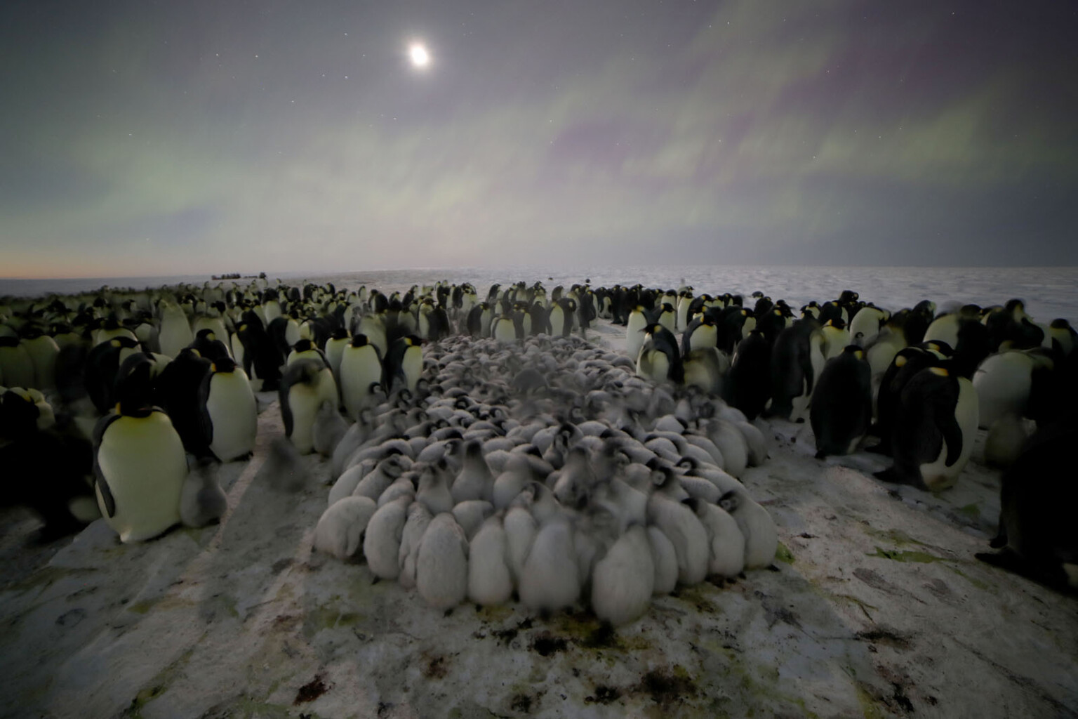 Wildlife Filmmaker Explains What It's Like Filming Penguins in -50 ...