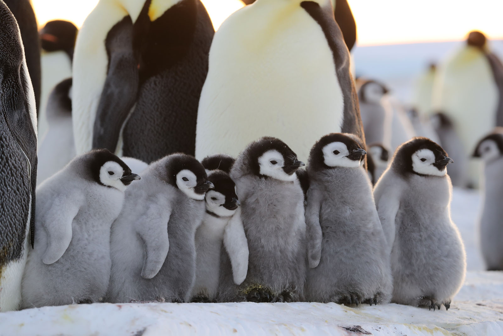 Wildlife Filmmaker Explains What It's Like Filming Penguins in -50 ...