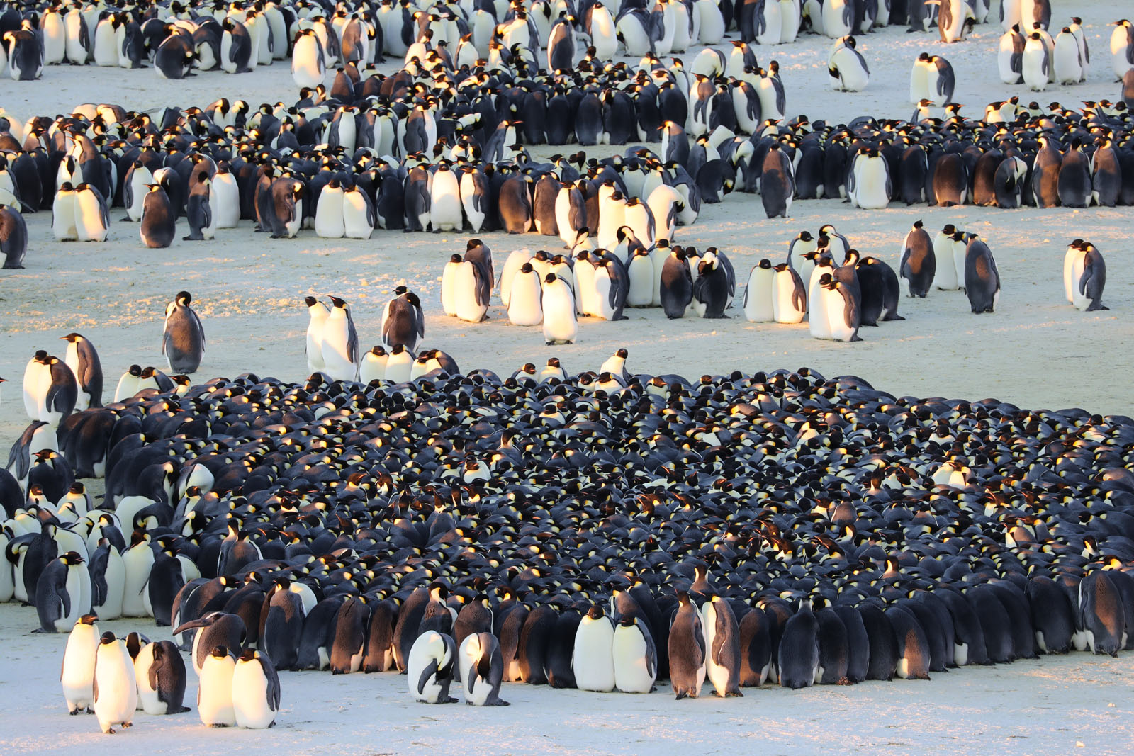 Wildlife Filmmaker Explains What It's Like Filming Penguins in -50 ...