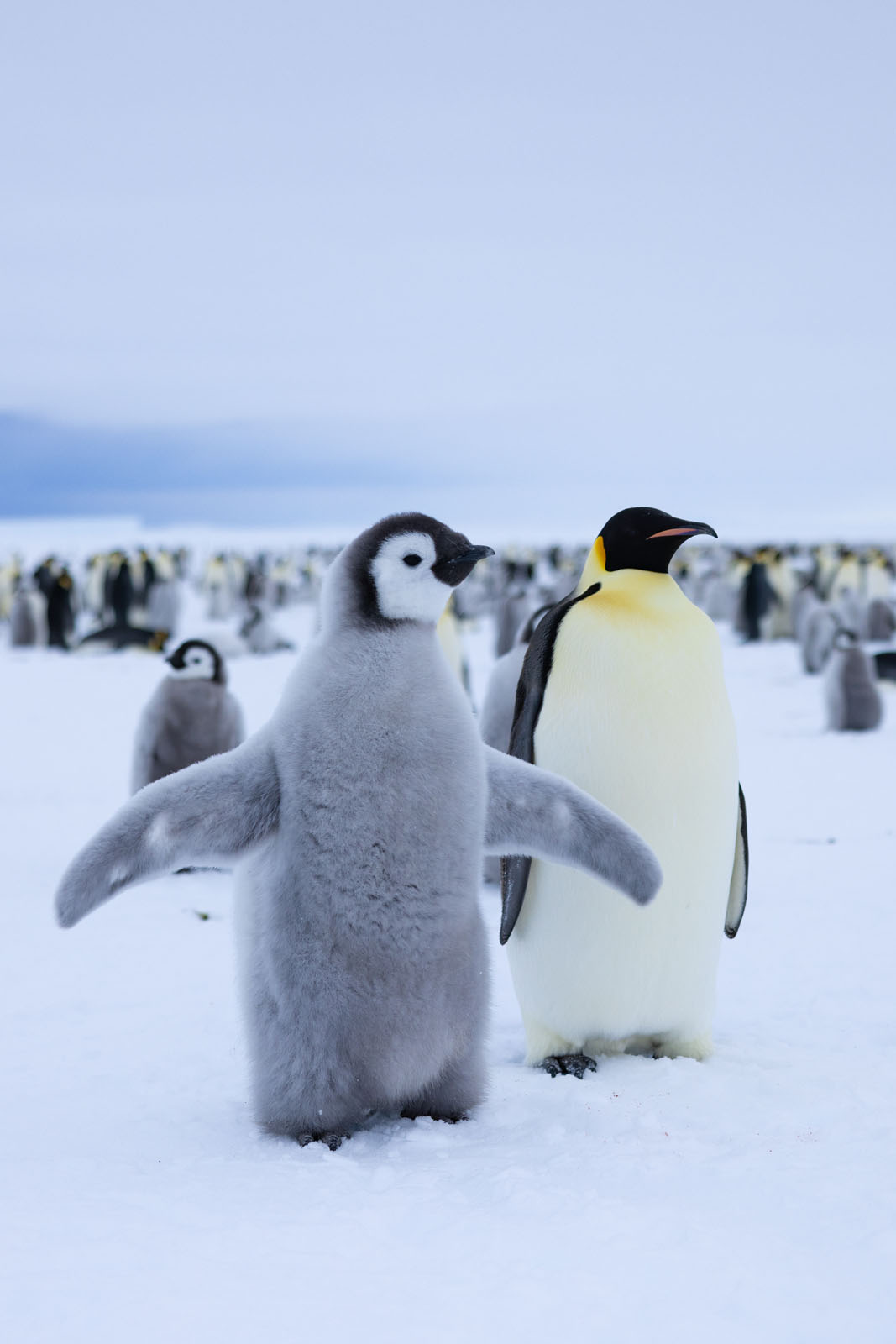 Wildlife Filmmaker Explains What It's Like Filming Penguins in -50 ...