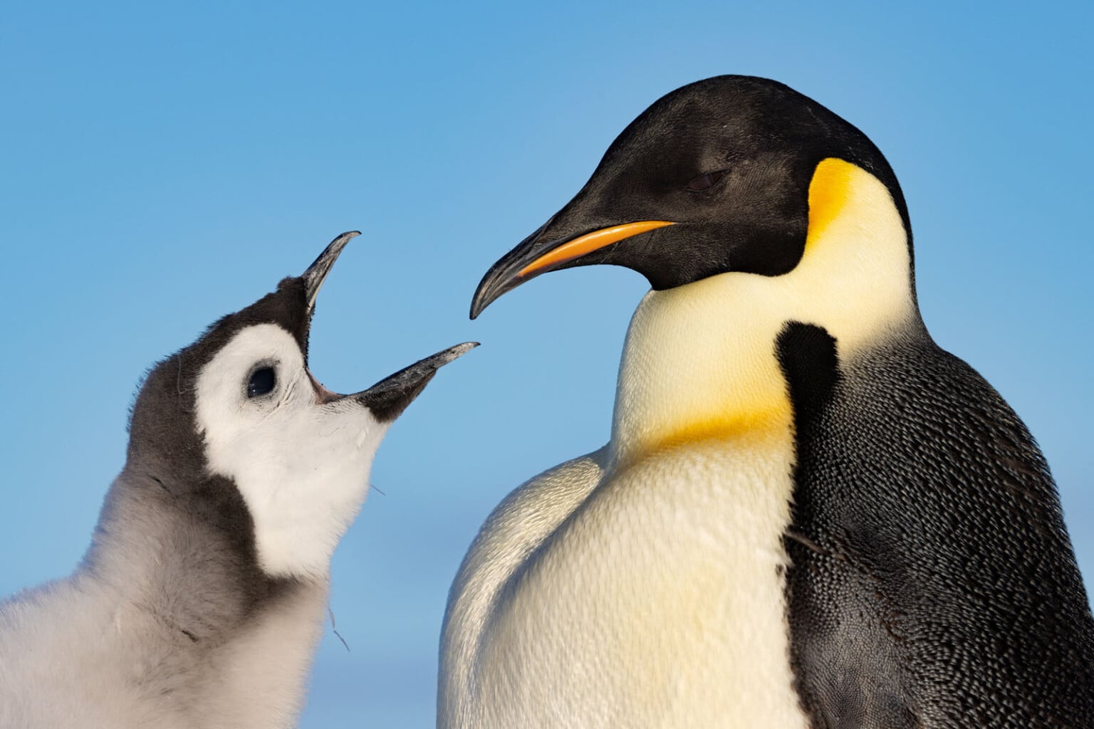 Wildlife Filmmaker Explains What It's Like Filming Penguins in -50 ...