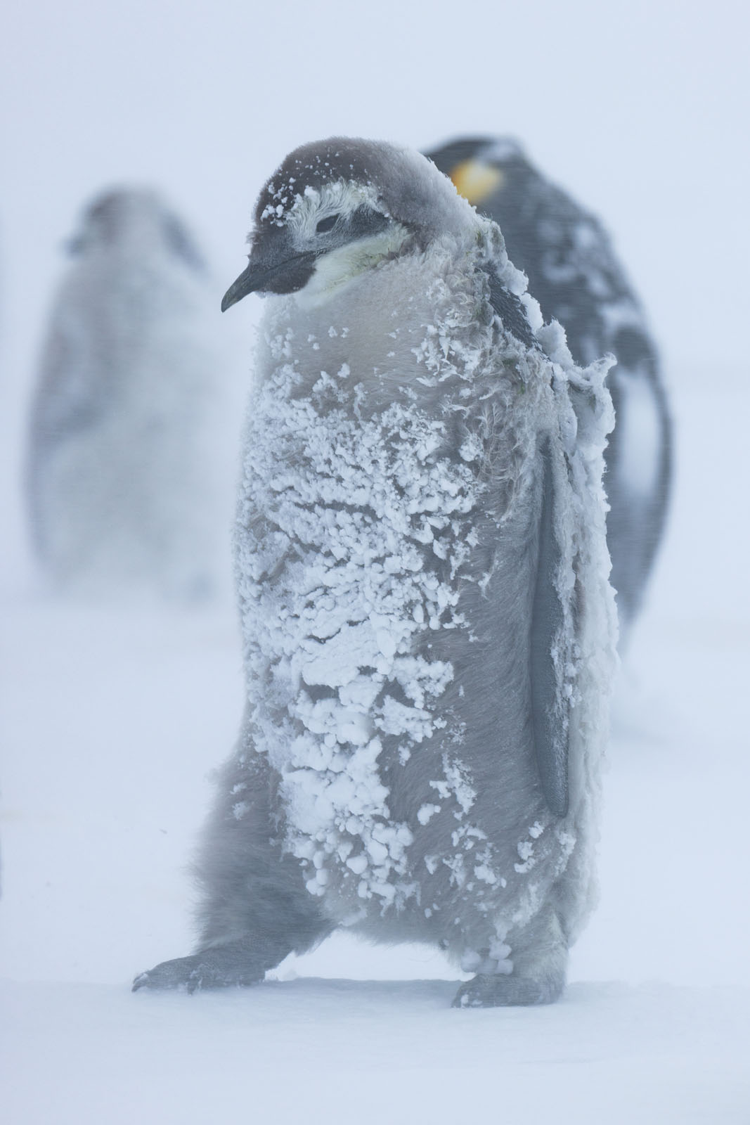 Wildlife Filmmaker Explains What It's Like Filming Penguins in -50 ...