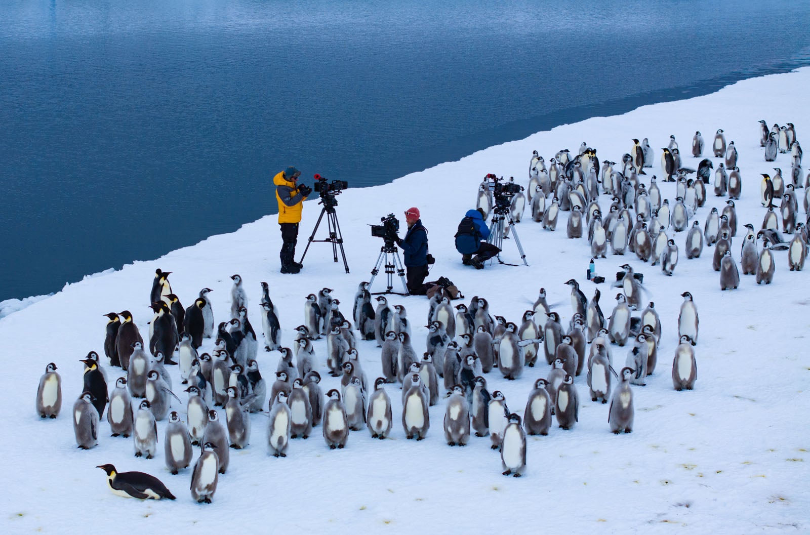 Wildlife Filmmaker Explains What It's Like Filming Penguins in -50 ...