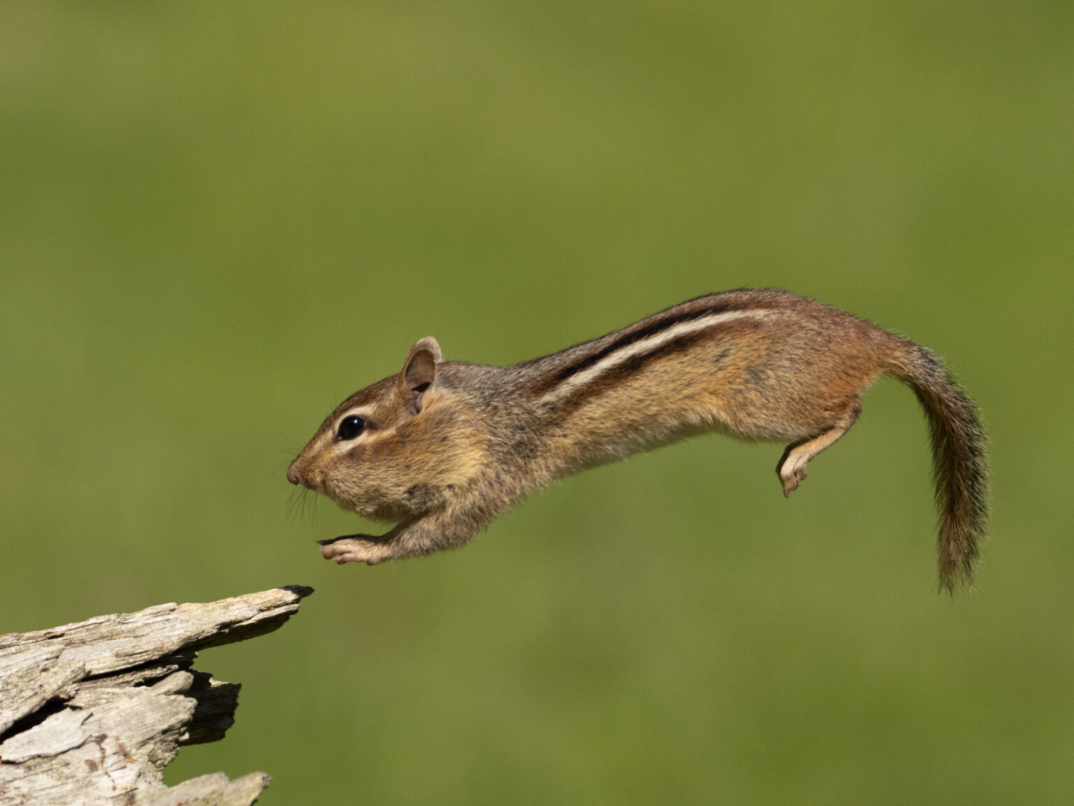 Beyond the Basics: 9 Tips to Improve Your Wildlife Photography | PetaPixel