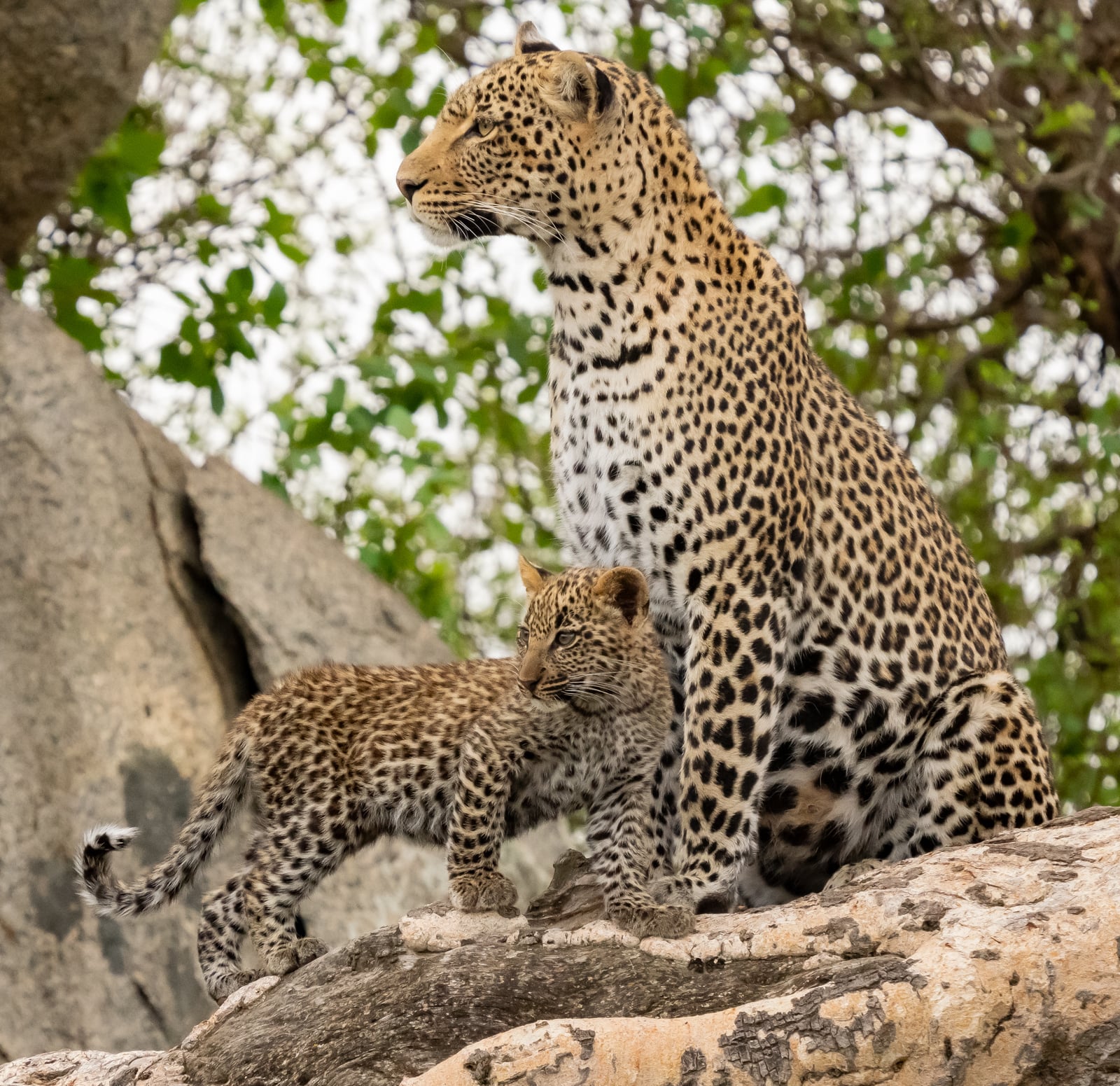 Beyond the Basics: 9 Tips to Improve Your Wildlife Photography | PetaPixel