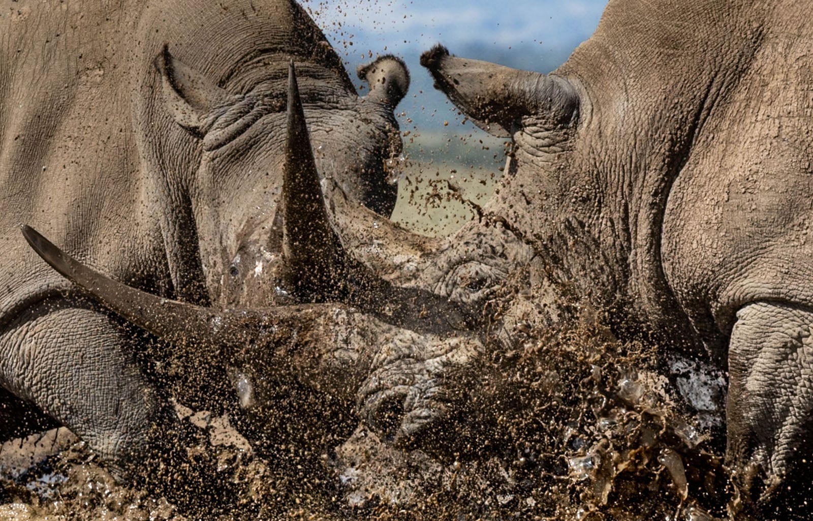 20 Award-Winning Photos From '10 Years of Remembering Wildlife' | PetaPixel