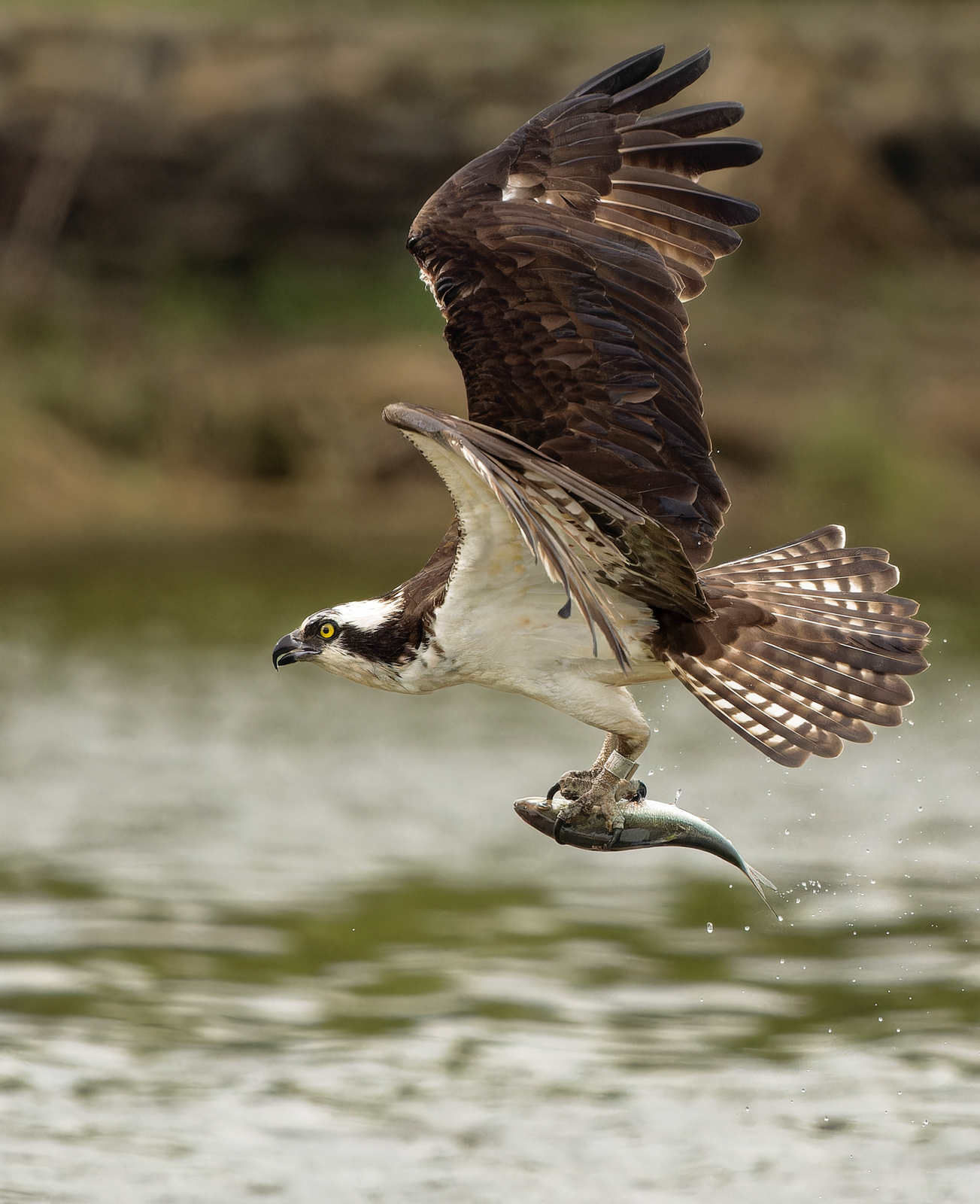 Beyond the Basics: 9 Tips to Improve Your Wildlife Photography | PetaPixel
