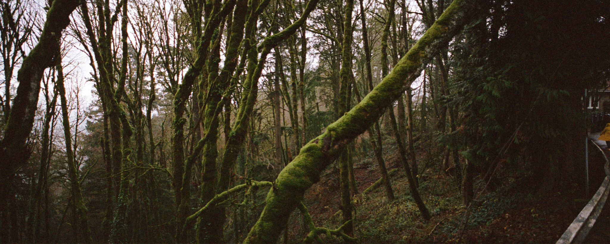 I Took 35mm Film Photos With an Anamorphic Lens: Was It Worth It ...