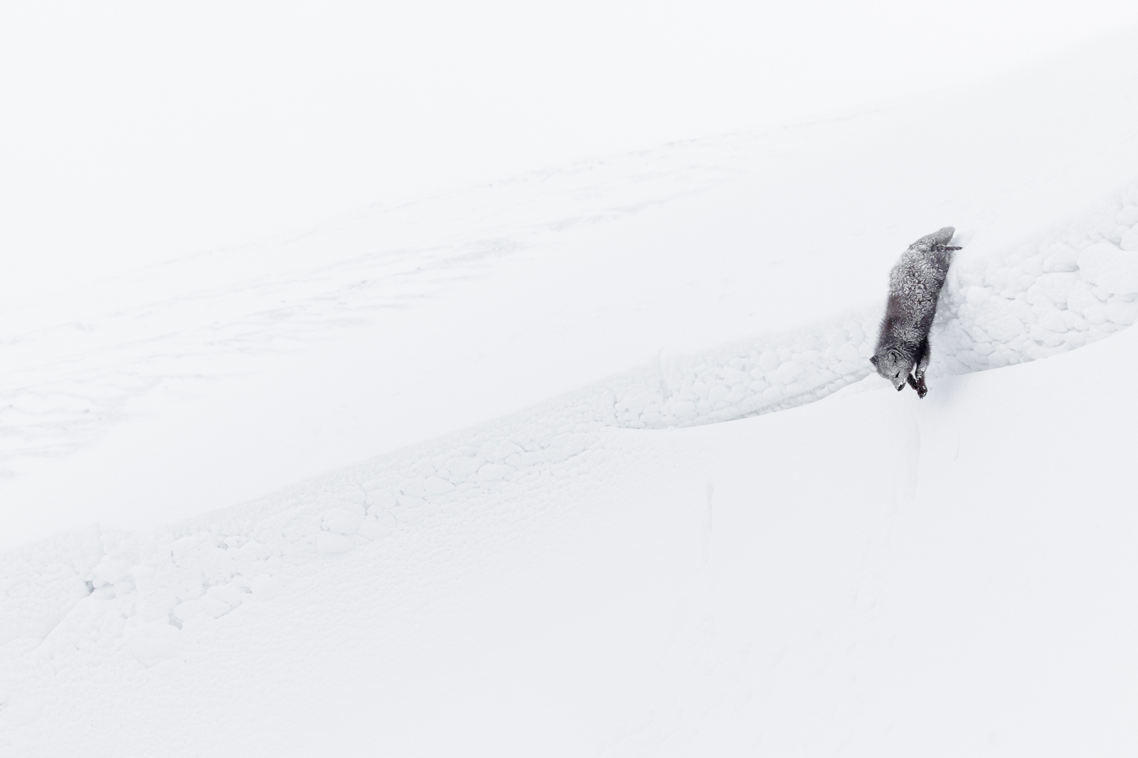 Photographer Braves the Frozen Arctic to Capture Incredible Wildlife ...
