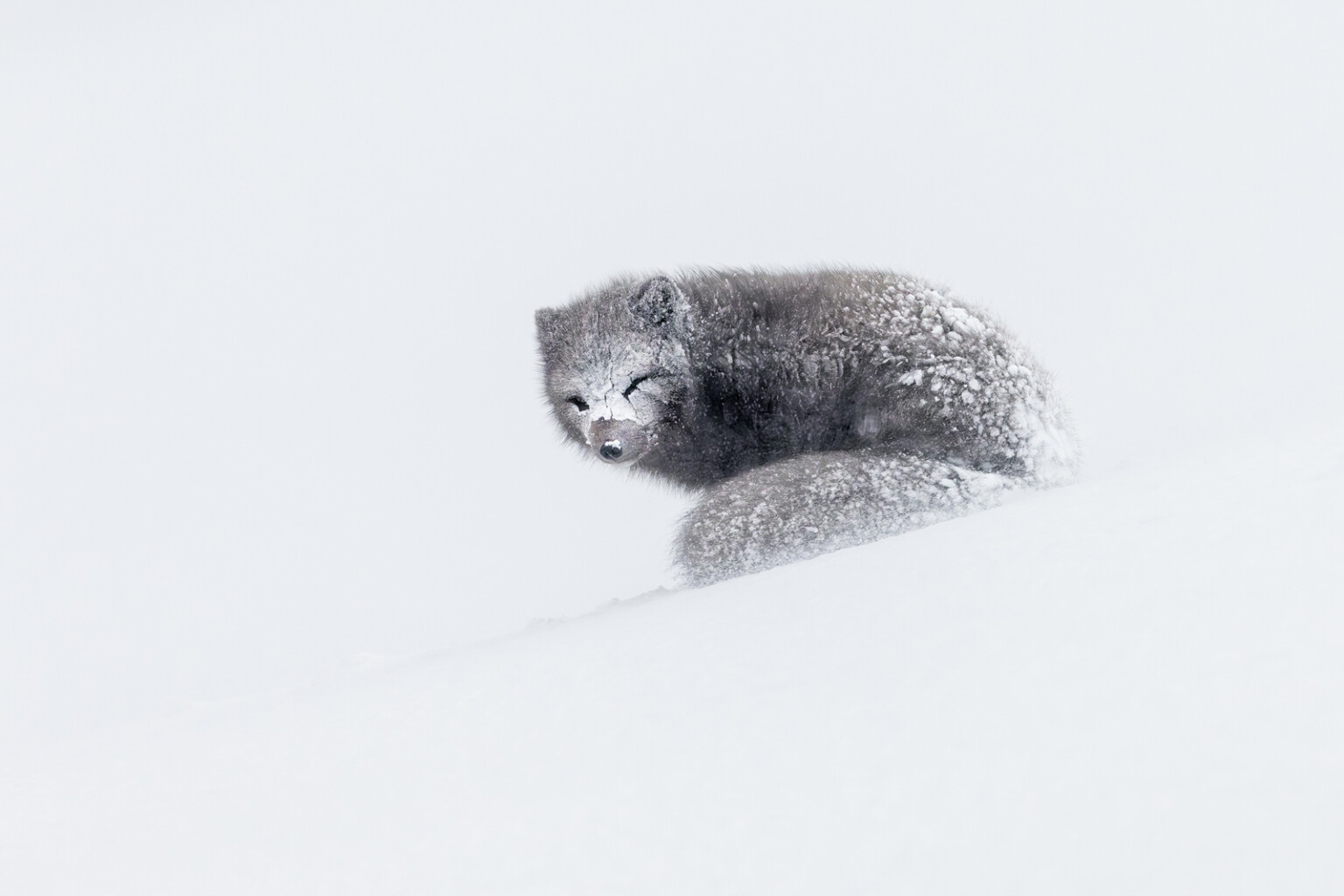 Photographer Braves the Frozen Arctic to Capture Incredible Wildlife ...