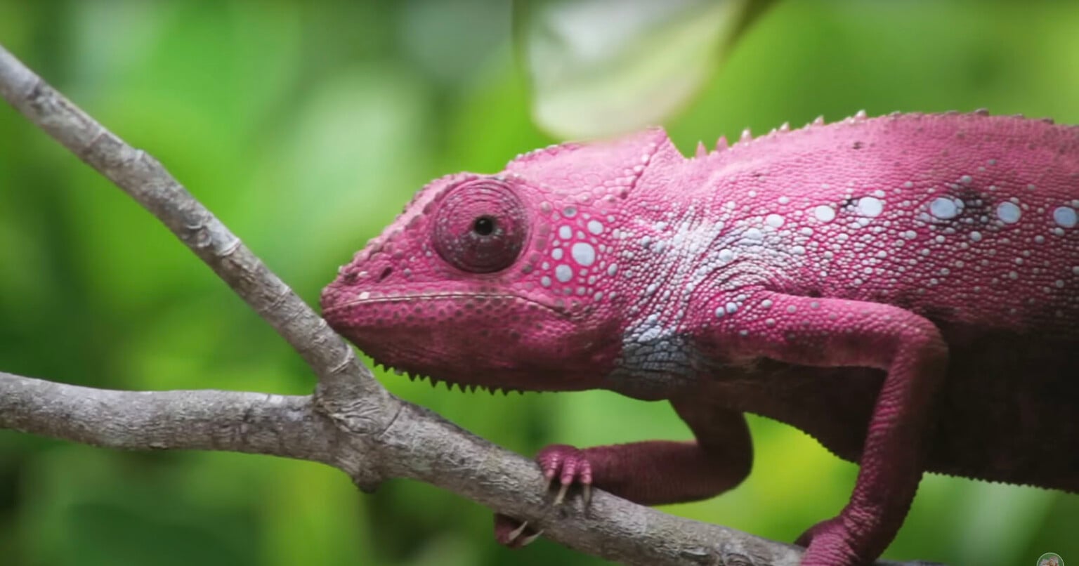 This Viral Video of a Chameleon Changing Colors is Fake | PetaPixel