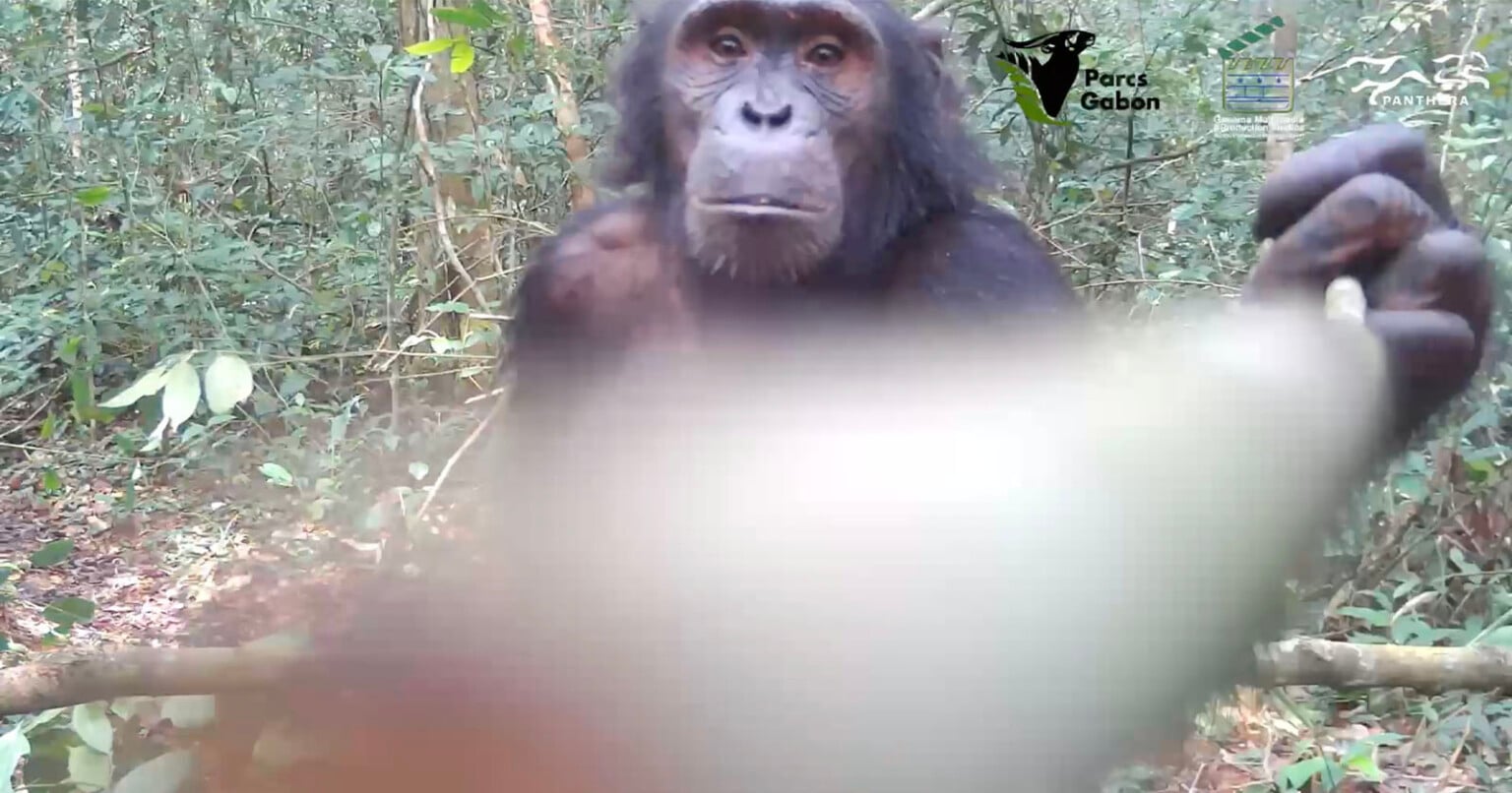Curious Chimpanzee Investigates Remote Camera by Prodding it With Stick ...
