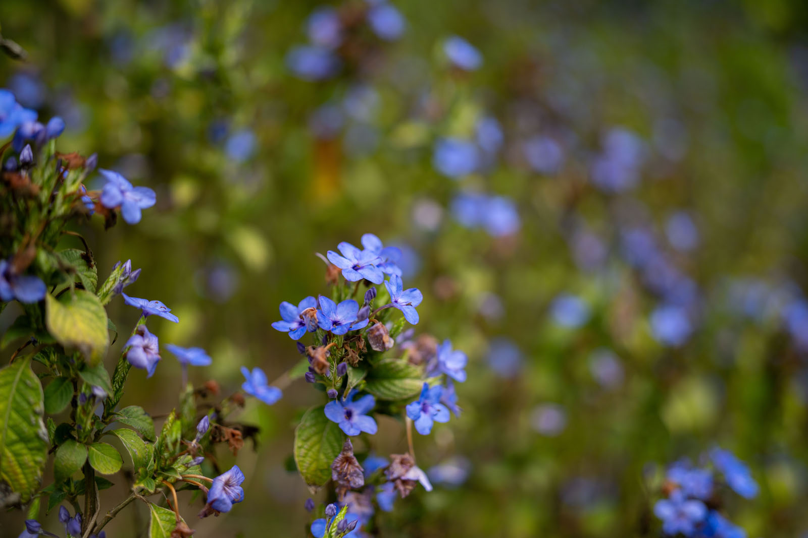 Viltrox AF 35mm f/1.2 LAB Promises Pro-Level Performance At a Not-So ...