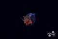 Colossal Squid Filmed in Wild for First Time Ever | PetaPixel