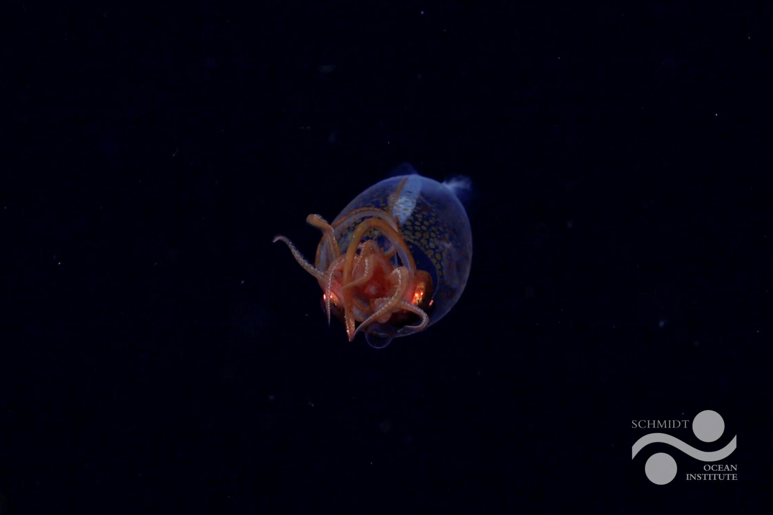 Colossal Squid Filmed in Wild for First Time Ever | PetaPixel
