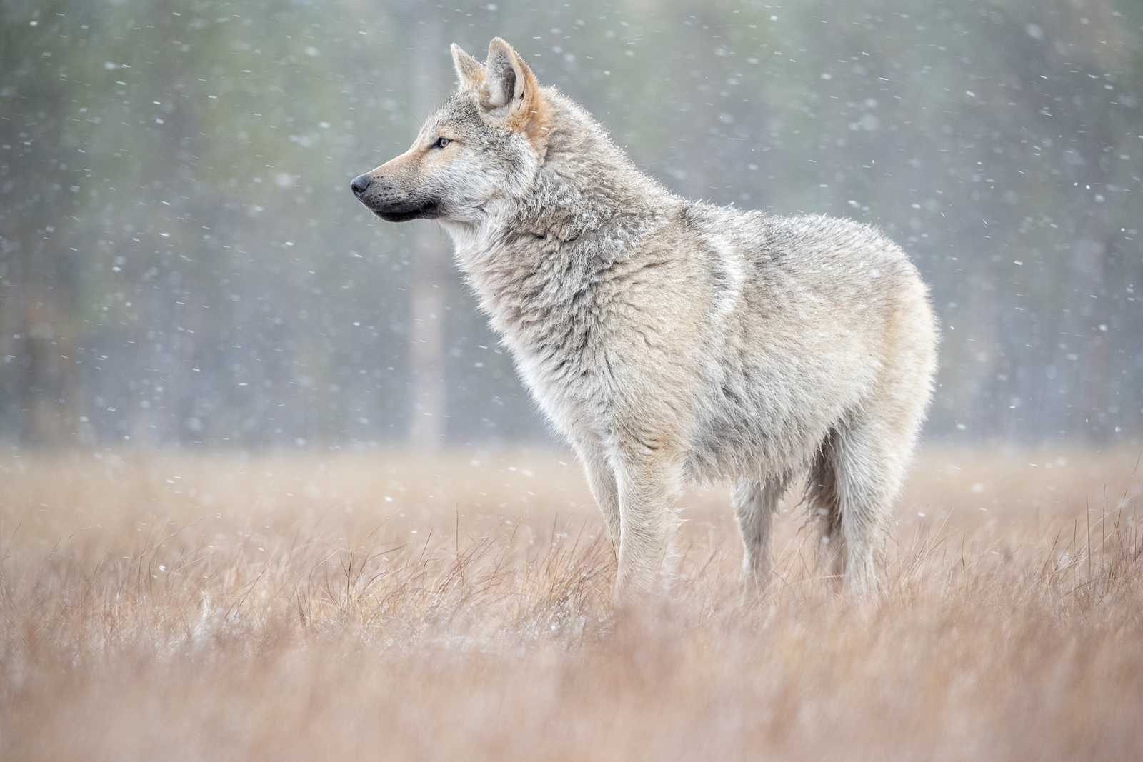 Photographer Braves the Frozen Arctic to Capture Incredible Wildlife ...
