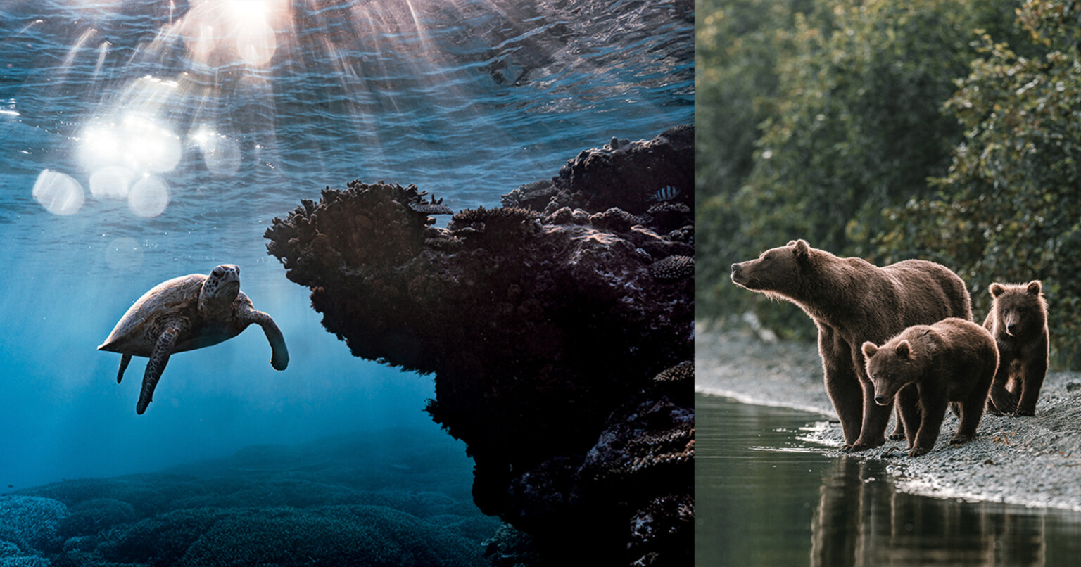 8 Pro Tips to Elevate Your Nature Photography Instantly | PetaPixel