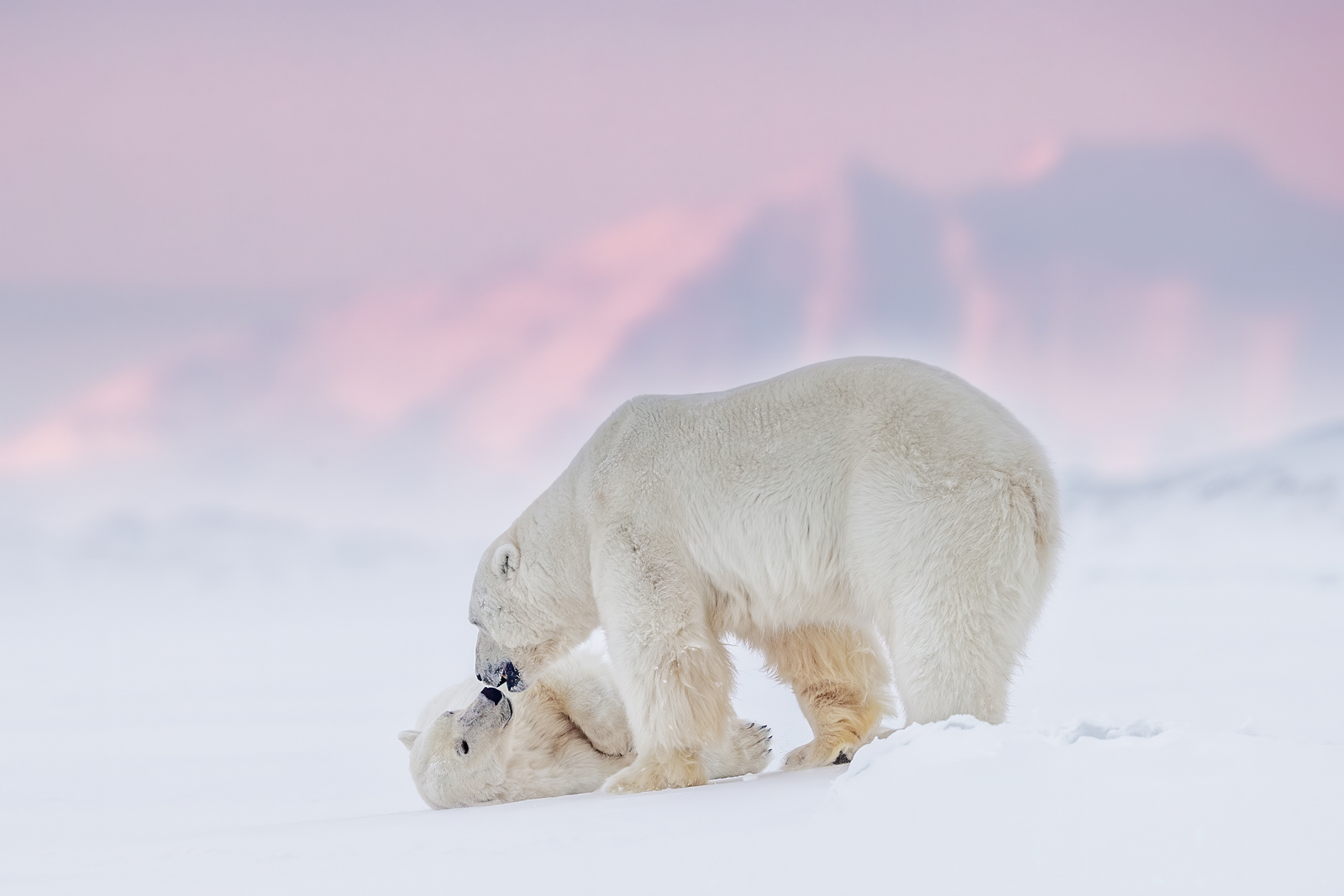 Photographer Braves the Frozen Arctic to Capture Incredible Wildlife ...